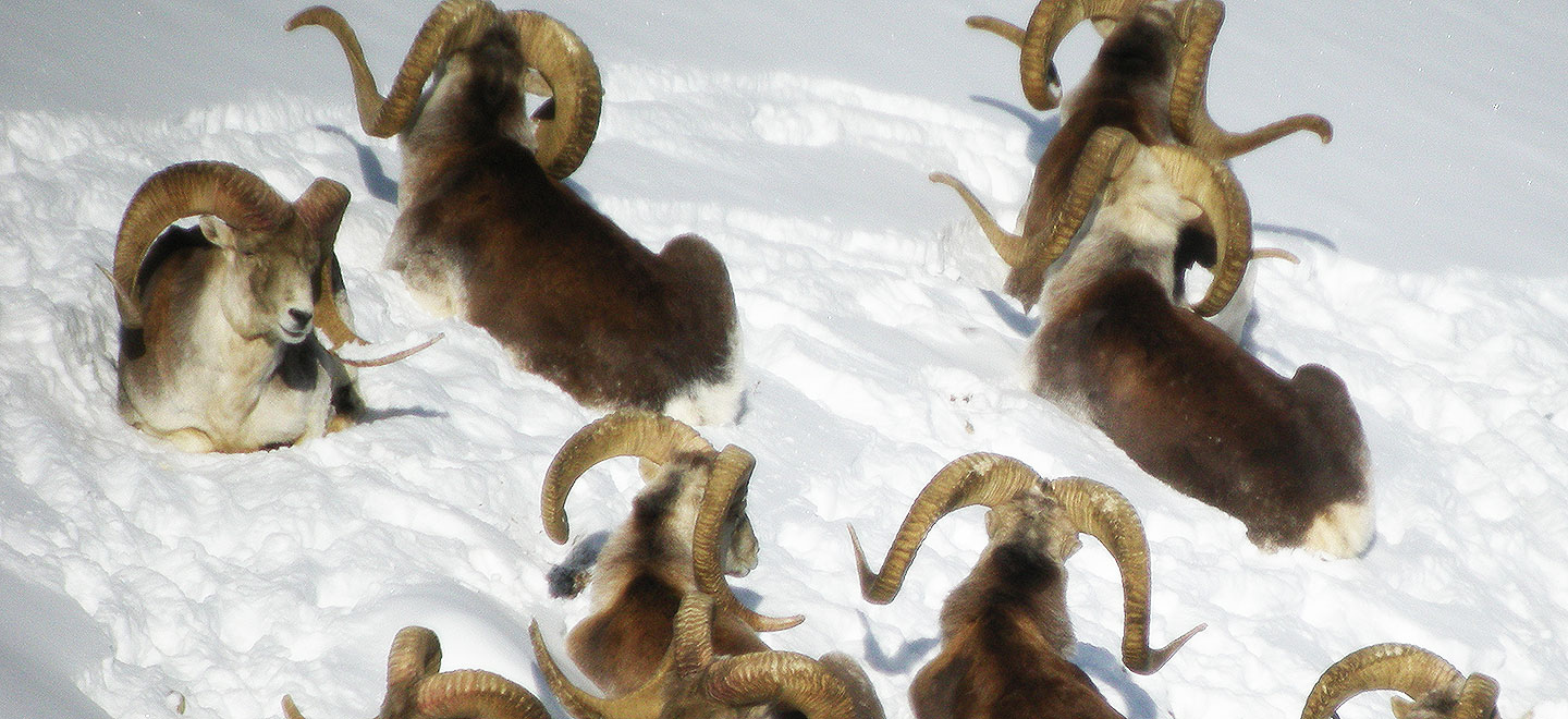 Marco Polo Sheep » Asian Mountain Outfitters